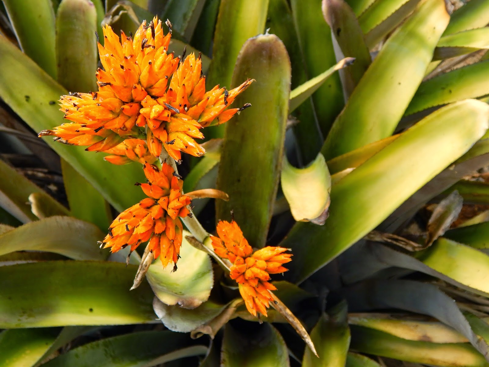 Sistemática Fanerógamas BIO 266 UEFS: Monocotiledônea do campus da UEFS ...